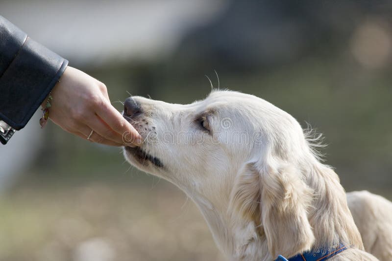 Touching the dog stock image. Image of play, animal, contact - 3555329
