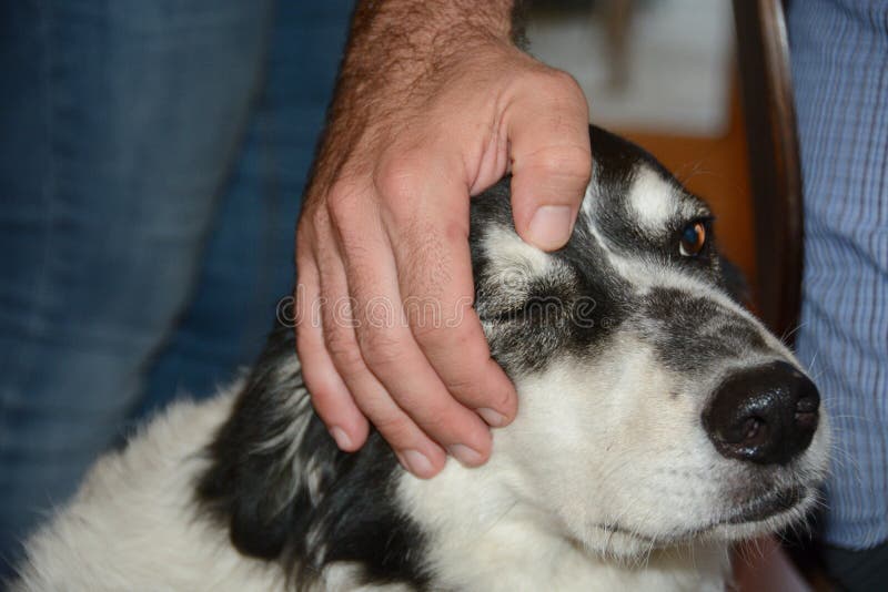 Hand caressing dog's head stock image. Image of friend - 5918451