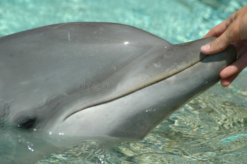 Touching a dolphin stock image. Image of beach, leisure - 13022289