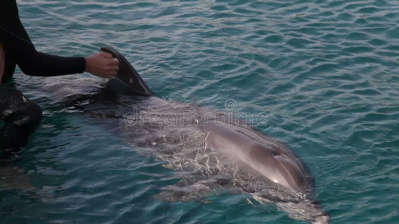 Touching the dolphin stock footage. Video of mammal, hand - 40036898