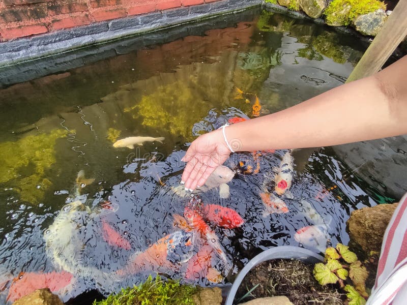 Touching the fish stock image. Image of plant, tree - 256097669