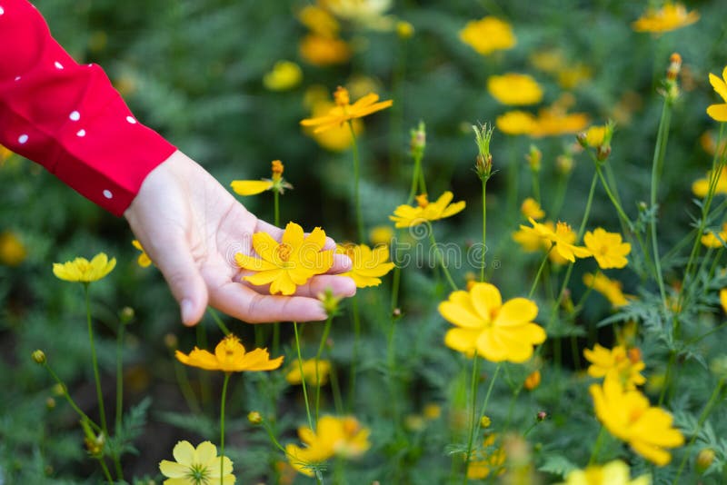 Touching a flower stock image. Image of daisy, flower - 169997117