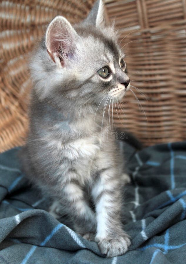 Touching Little Grey Kitten, British Cat Feline Young Stock Photo ...