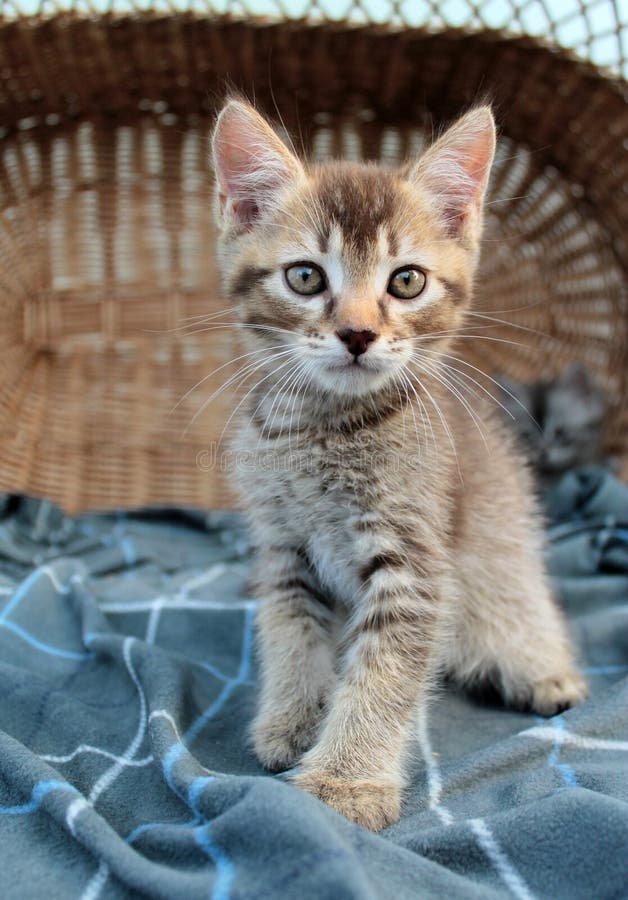 Touching Little Grey Kitten, British Cat Feline Young Stock Photo ...