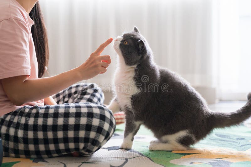 Touching the Nose of a British Shorthair Cat with a Finger Stock Photo ...
