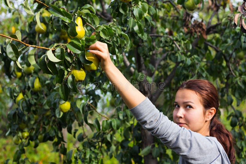 Touching Pears in the Garden Stock Photo - Image of drink, young: 193819536