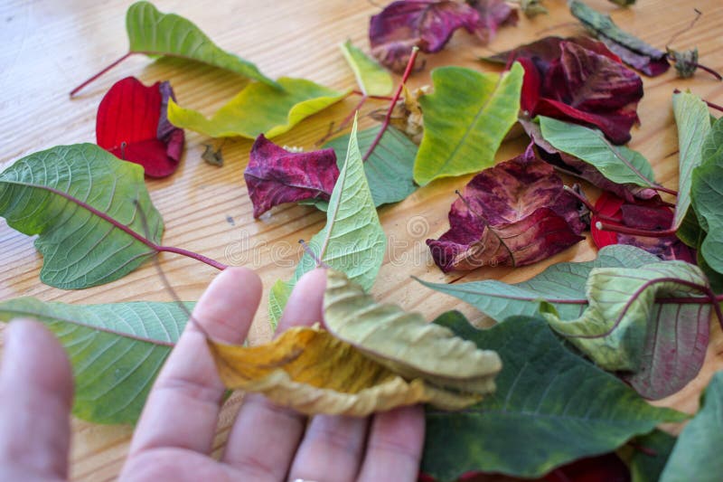Touching Some Leaves with My Hand Stock Photo - Image of october, human ...