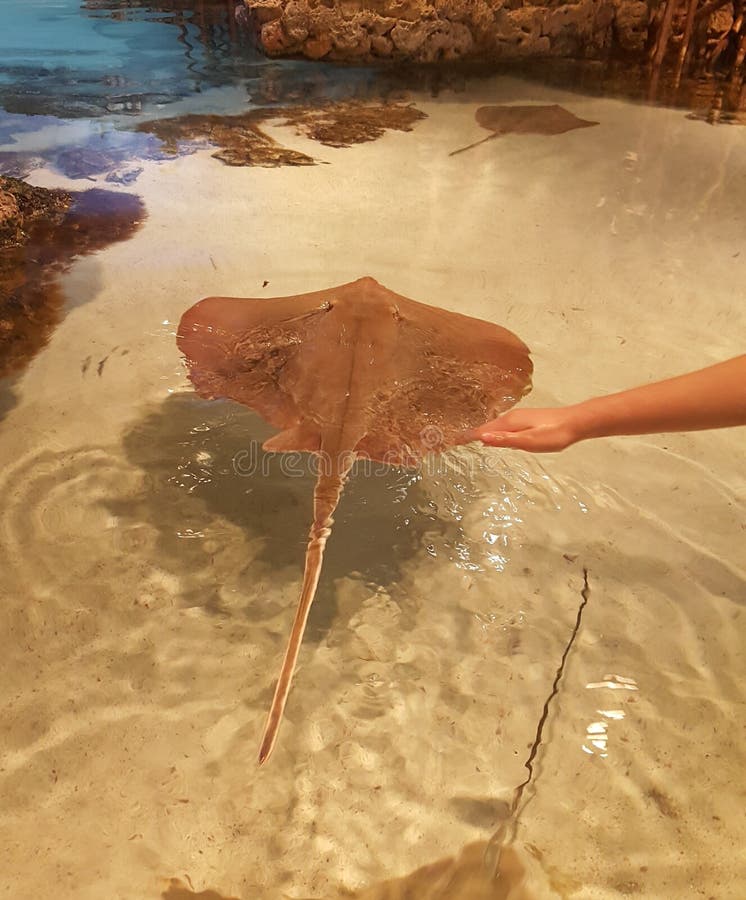 Touching a Stingray stock image. Image of person, aquatic - 96634415