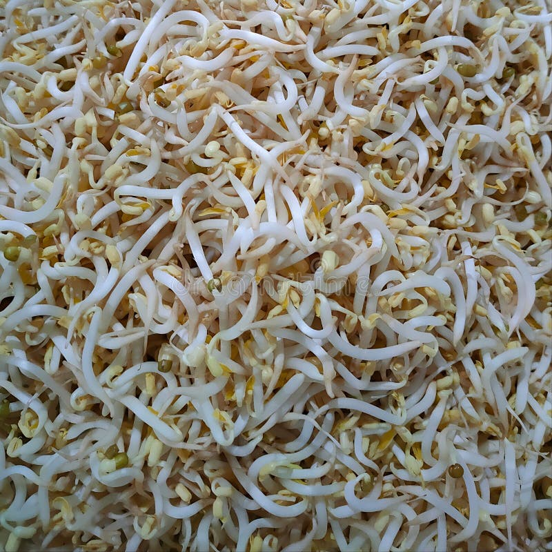 Touge Sprouts Stock Photos - Free & Royalty-Free Stock Photos from ...