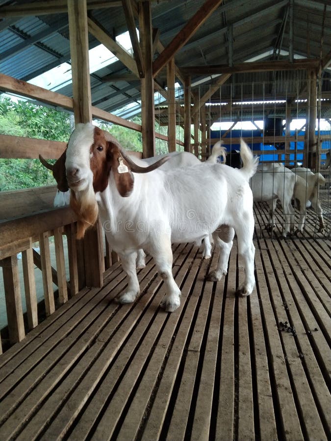 Tough boer goat stock photo. Image of goats, mammal - 295432282