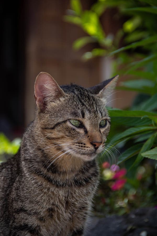 Tough cat looking stock photo. Image of flower, kitten - 222710038