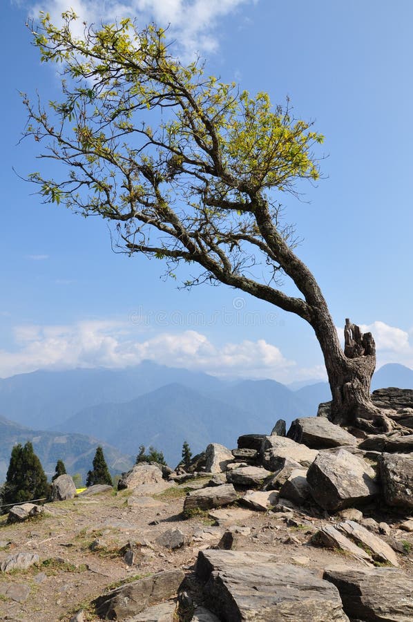 Tough Tree on Rock stock photo. Image of tough, taichung - 36359712