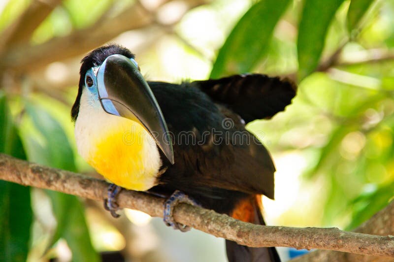 Toukan looking stock image. Image of color, jungle, close - 8044611