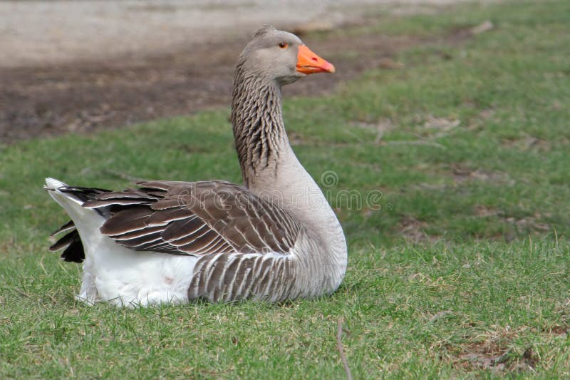 Toulouse goose stock image. Image of animal, farm, goose - 13433525