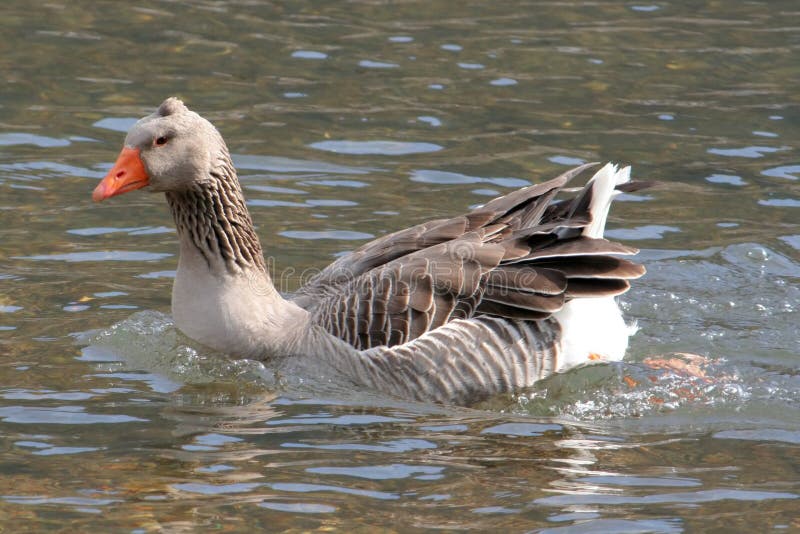 Toulouse goose stock photo. Image of water, swim, beak - 13433946