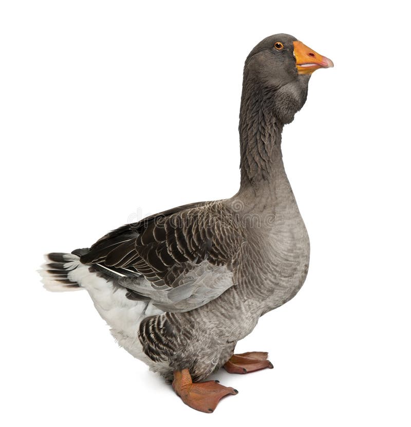 Toulouse Goose in Front of White Background Stock Image - Image of full ...