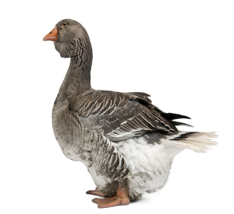 Domestic Goose Isolated on White Stock Photo - Image of neck, keeping ...