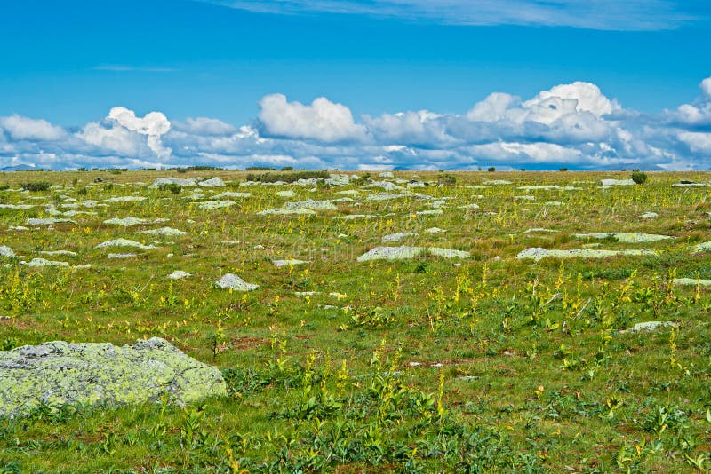 Toundra photo stock. Image du nature, nord, clair, rocheuses - 24138964