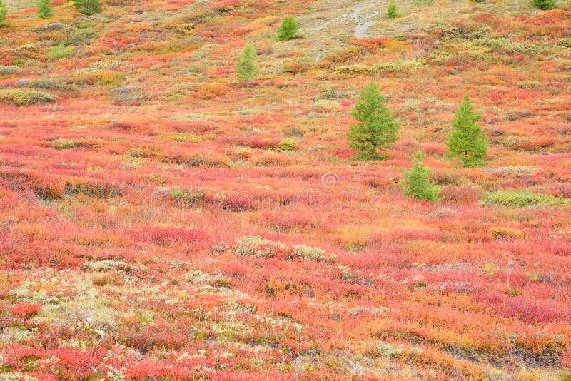 Toundra De Montagne En Laponie Image stock - Image du éducatif, forêt ...
