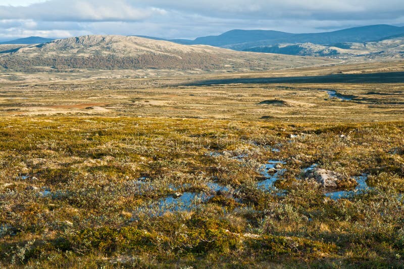 Toundra d'été photo stock. Image du nature, hausse, buisson - 54123098