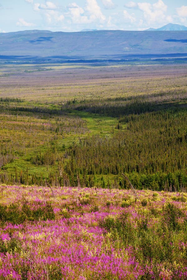 Toundra sur l'Alaska photo stock. Image du montagne, herbe - 54192350