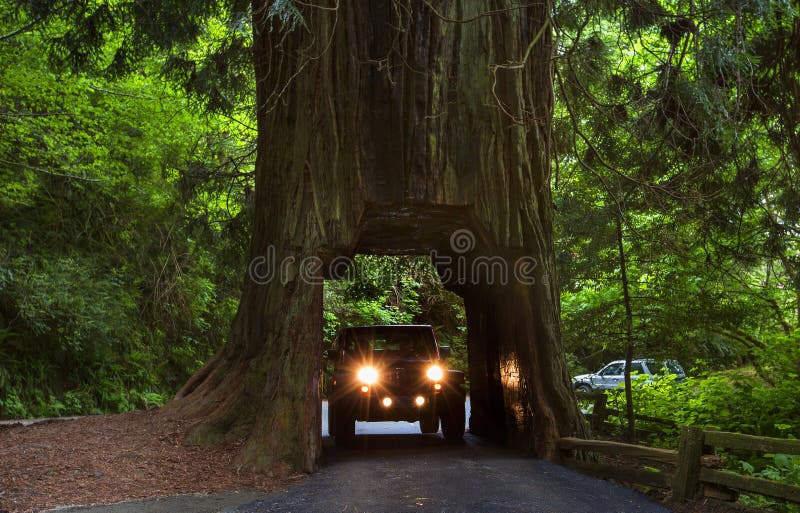 Tour Thru Tree editorial stock image. Image of attraction - 71279474