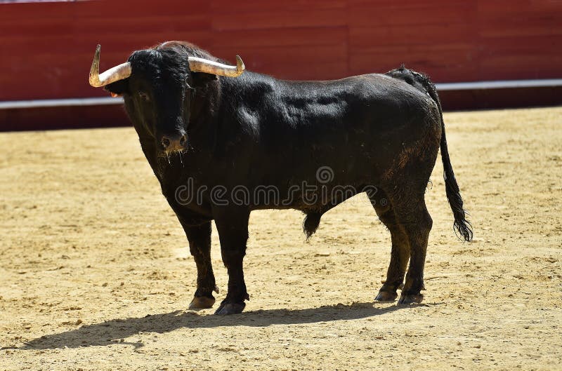 Tourada Em Spain Com Touro Grande Foto de Stock - Imagem de mostra ...