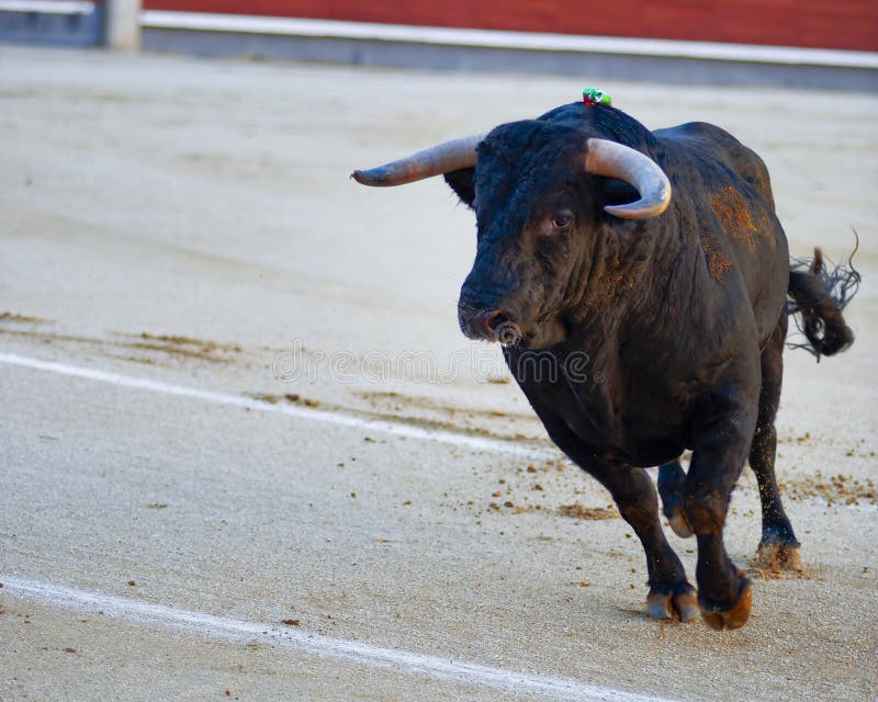 Tourada. Festa Espanhola. Fim Acima Imagem de Stock - Imagem de capuz ...