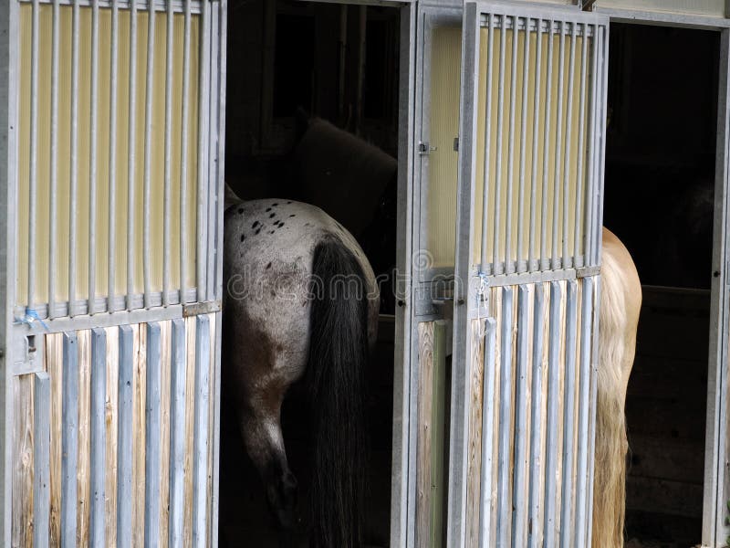 Touring Horse Inside a Stable Stock Photo - Image of meadow, rider ...