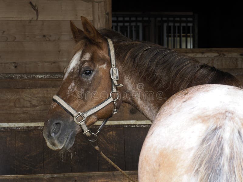Touring Horse Inside a Stable Stock Photo - Image of lifestyle, rural ...