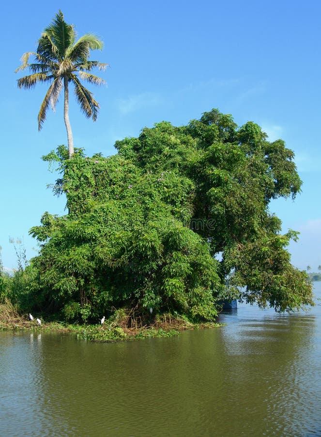 Tourism in India, Lush Vegetation in Kerala Stock Image - Image of ...