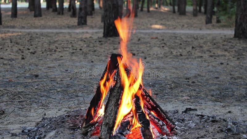Tourist Bonfire in the Forest. Stock Footage - Video of fiery, twilight ...