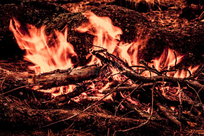 Tourist Bonfire in the Wild Forest Stock Photo - Image of danger, night ...