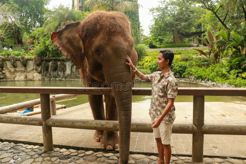 Tourist is Enjoying with the Elephants in the ZOO Park Stock Photo ...