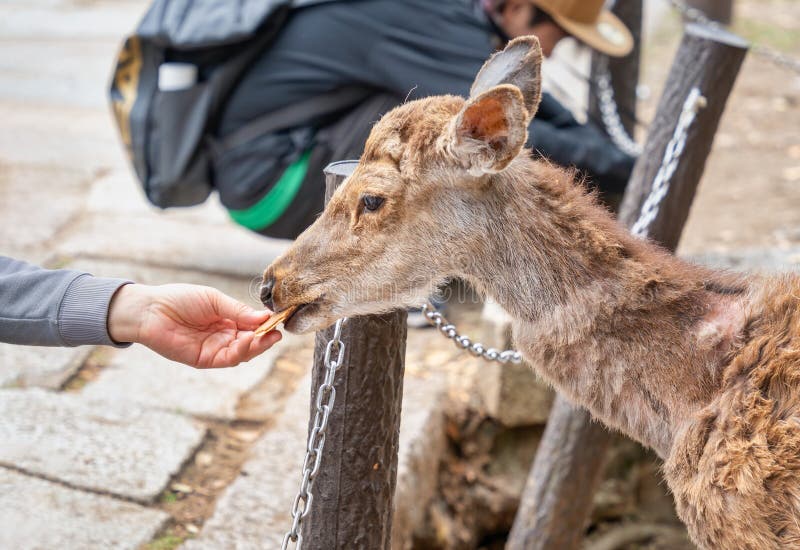 Tourist Feeding the Sika Deer with a Cracker in Nara, Japan Stock Image ...