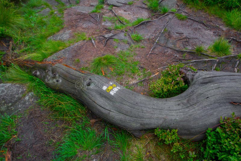 Tourist mark stock photo. Image of nature, forest, sign - 98886676