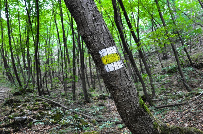Tourist Mark on a Tree Designating a Path in a Mountain Forest Stock ...