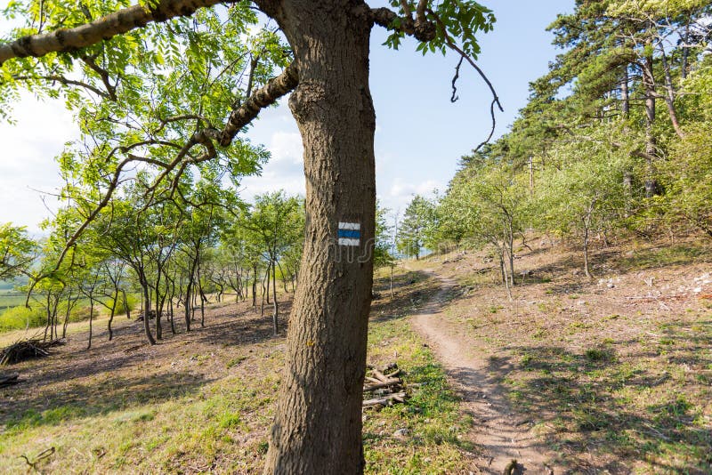 Tourist Mark on the Tree, Near Path in National Park Stock Photo ...