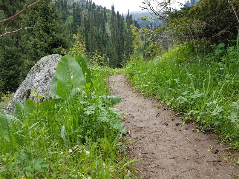 Tourist Path in the Mountain Forest. Stock Image - Image of path ...