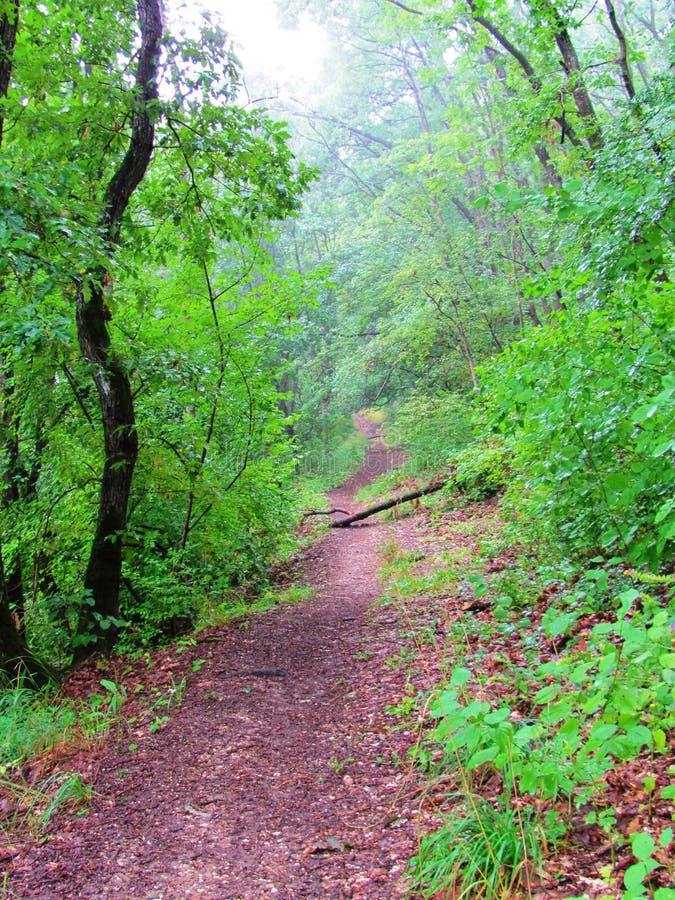 Tourist Path in the Green Forest in Turda, Transsylvania, Romania Stock ...