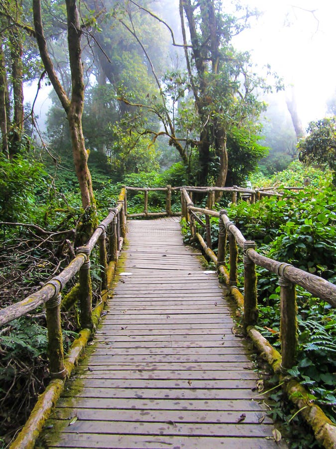 Tourist Path in Natural Forest , Wooden Platform Route Stock Photo ...