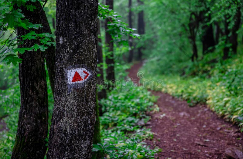 Tourist Path Sign on Tree in Green Forest Stock Image - Image of road ...