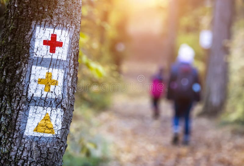 Tourist Path Signs on Tree in Forest Stock Photo - Image of mark, hike ...