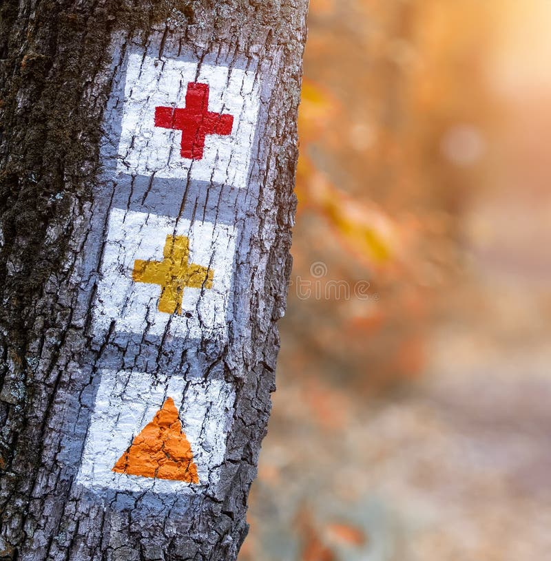 Tourist Path Signs on Tree in Forest Stock Photo - Image of recreation ...