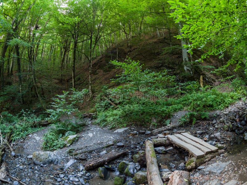 Tourist Path and Stream in the Summer Mountain Forest Stock Image ...
