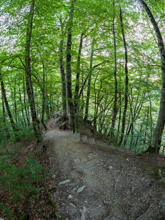 Tourist Path in the Summer Mountain Forest Stock Image - Image of ...