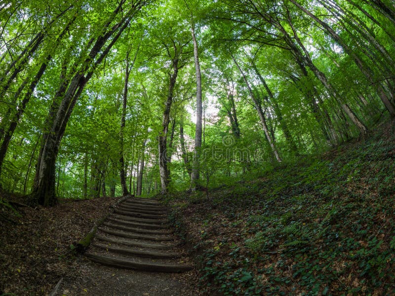 Tourist Path in the Summer Mountain Forest Stock Image - Image of ...
