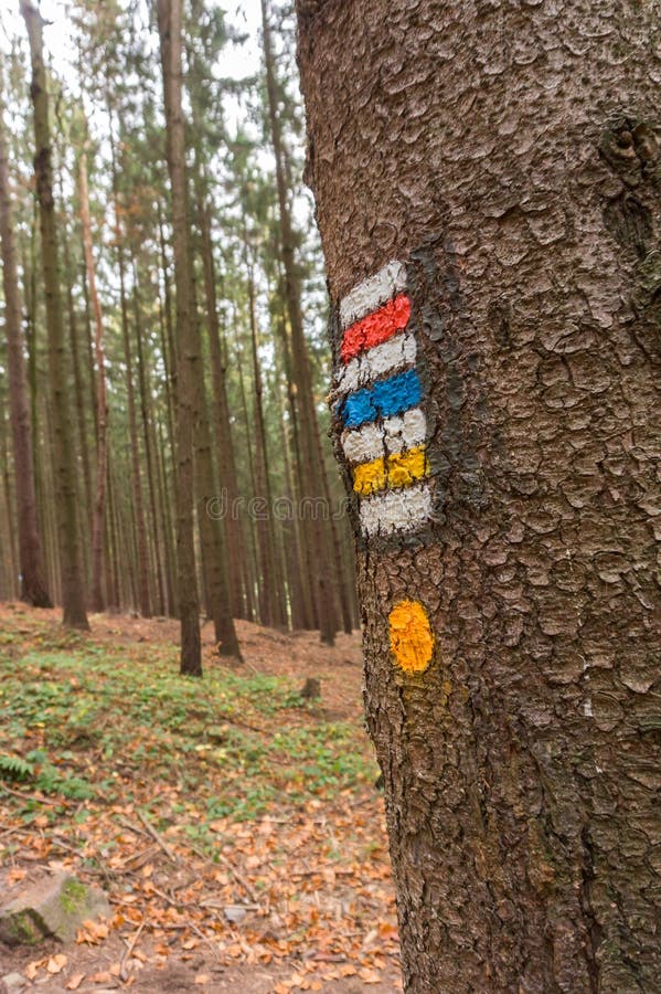 Tourist Route Marks on a Tree in the Forest with Trees in the ...