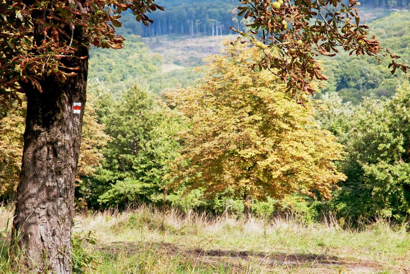 Tourist Sign on the Chestnut Tree in the Autumn Forest Stock Image ...