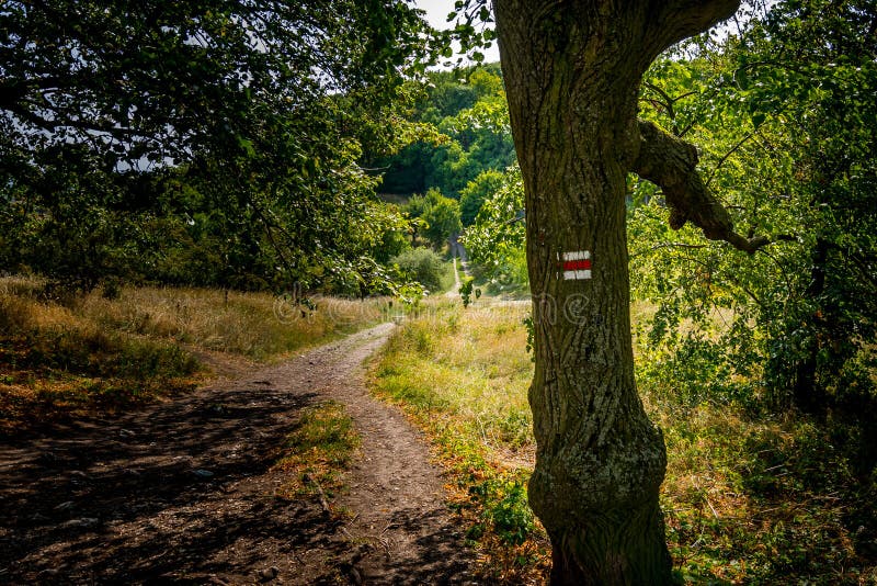 Tourist Sign on Tree Near Forest Path, Green Grass, Trees Stock Photo ...